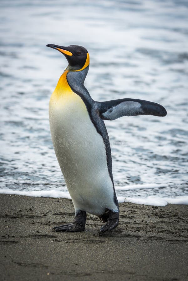 King Penguin on Sandy Beach Flapping Flippers Stock Image - Image of ...