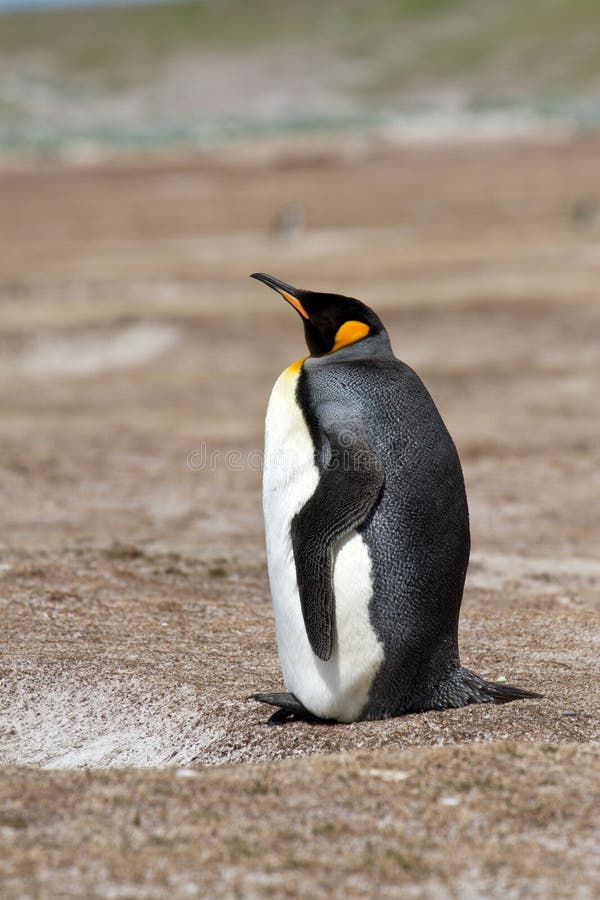 King Penguin Sitting on the Beach Stock Image - Image of beach ...