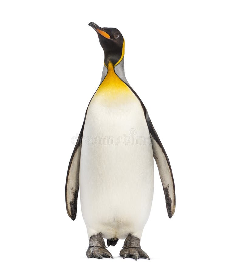 King Penguin Standing, Isolated Stock Image - Image of wild ...