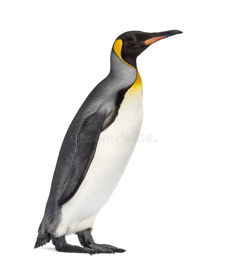 315 Penguin Front View Stock Photos - Free & Royalty-Free Stock Photos ...