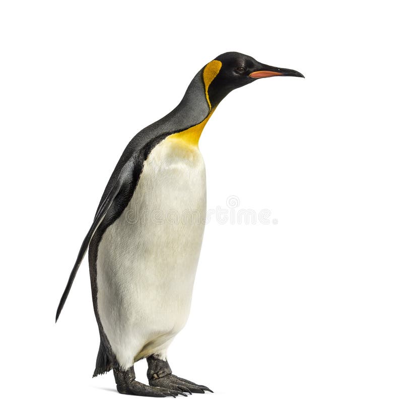 942 King Penguin White Background Stock Photos - Free & Royalty-Free ...