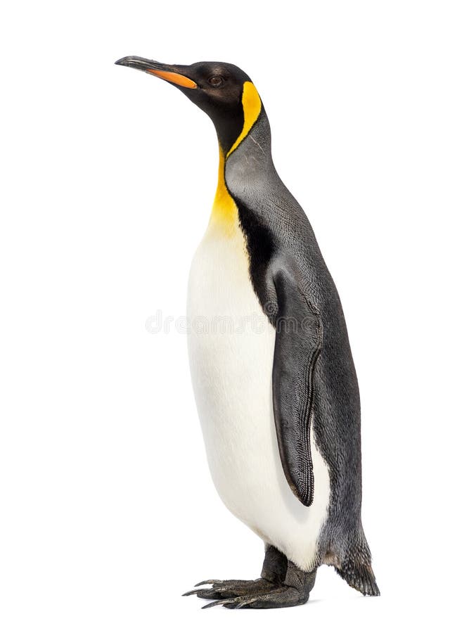 315 Penguin Front View Stock Photos - Free & Royalty-Free Stock Photos ...