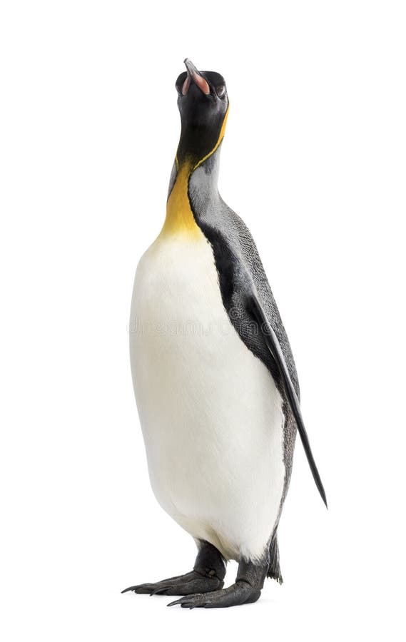 319 Front View Penguin Stock Photos - Free & Royalty-Free Stock Photos ...