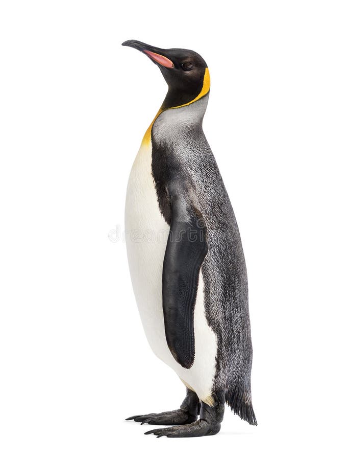315 Penguin Front View Stock Photos - Free & Royalty-Free Stock Photos ...