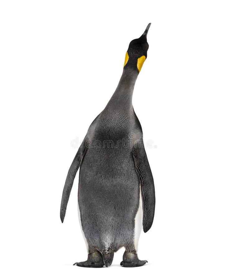 King Penguin Standing, Isolated Stock Photo - Image of bird, king ...