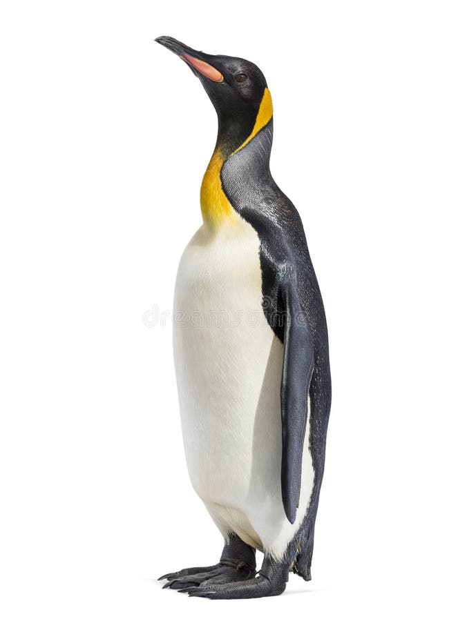 King Penguin Standing, Isolated Stock Photo - Image of white ...
