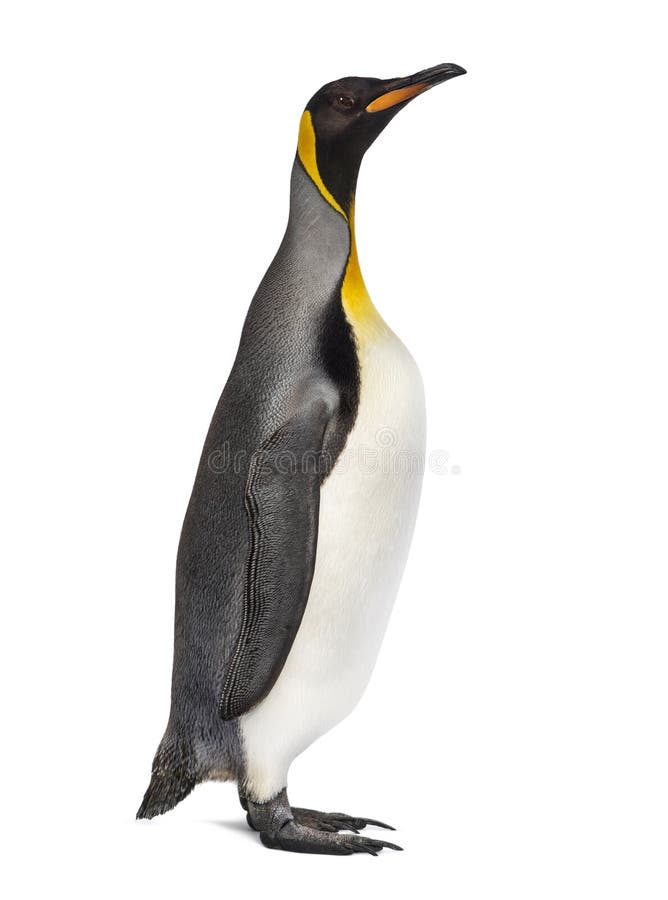 315 Penguin Front View Stock Photos - Free & Royalty-Free Stock Photos ...