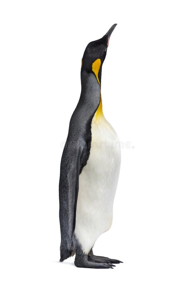 Penguin standing in nature stock photo. Image of magellanic - 50793704
