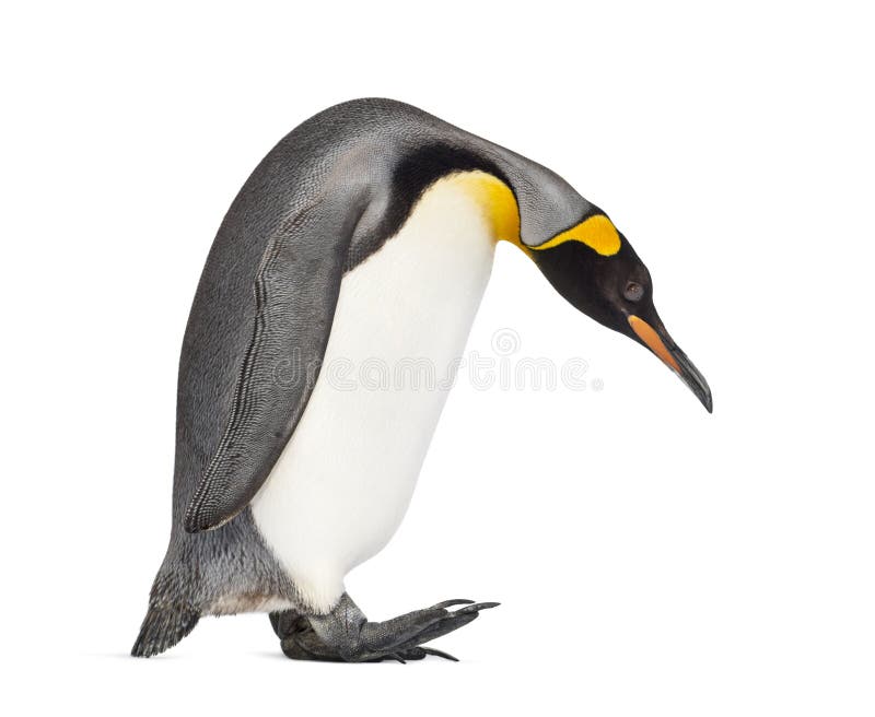 King Penguin Standing, Isolated Stock Photo - Image of white, bird ...