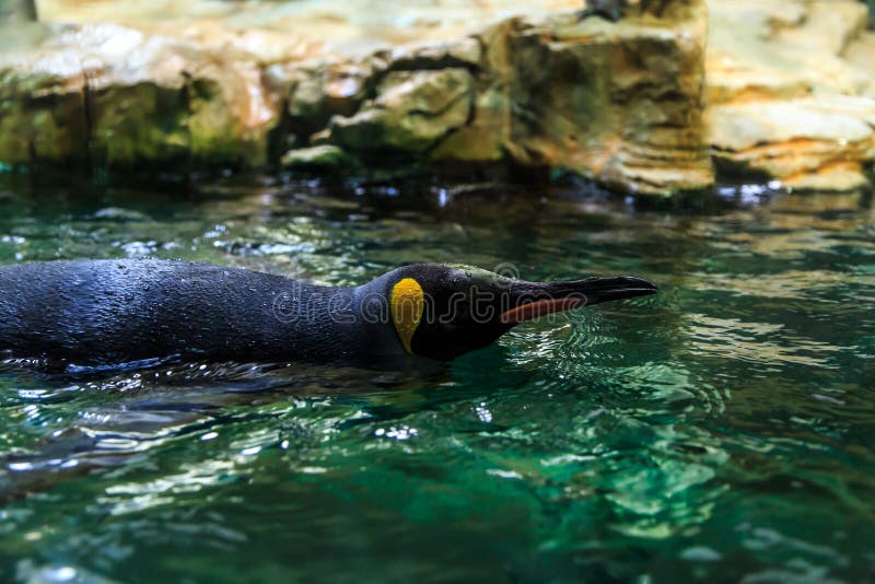 King Penguin Swimming Inside Pool Stock Image - Image of wild ...