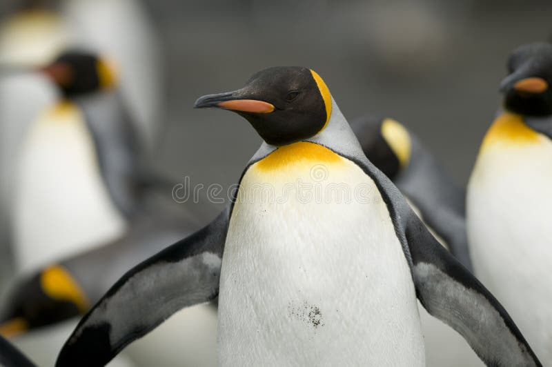 King Penguin - Wings Open stock image. Image of south - 12274209