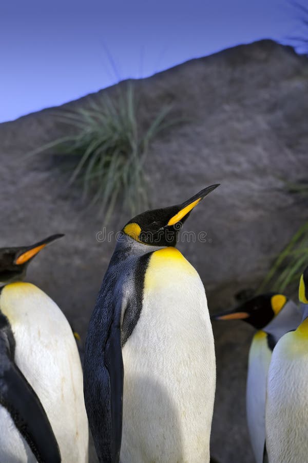 Group of King Penguins Along a River Bank Stock Image - Image of ...