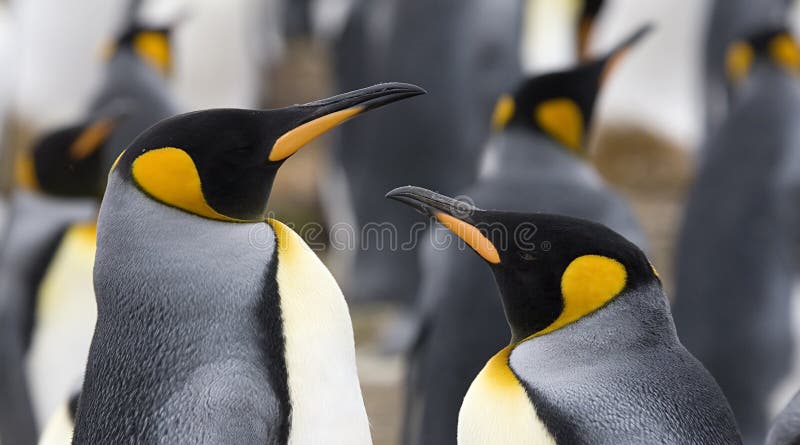 King Penguins (Aptenodytes Patagonicus) Stock Photo - Image of ...