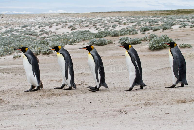 King Penguins Walking in a Row Stock Image - Image of feet, grass: 30889485