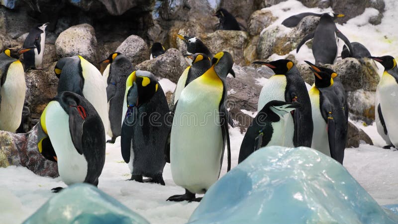 Group of King Penguins in Zoo Stock Video - Video of beast, flock ...