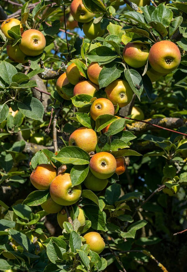 King of the Pippins - Apple Stock Image - Image of natural, agriculture ...