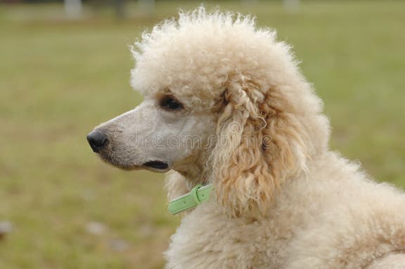 King poodle portrait stock image. Image of elegance, doggies - 3433569