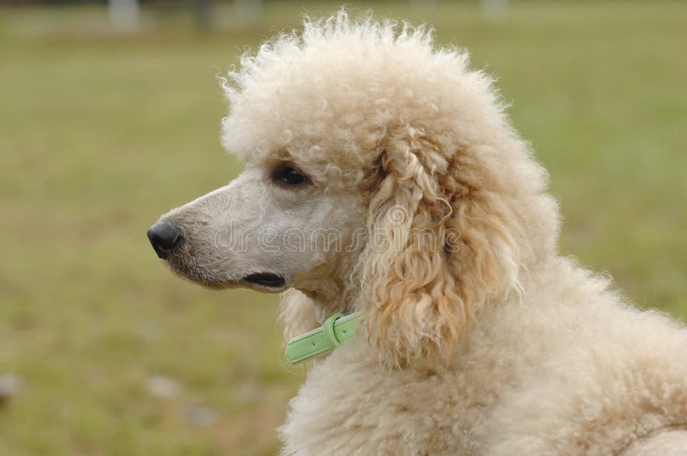 King poodle portrait stock image. Image of elegance, doggies - 3433569