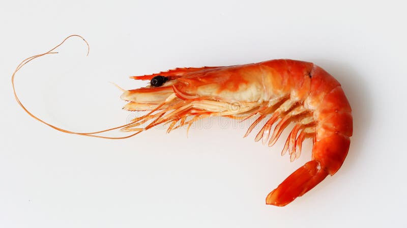 King prawn stock photo. Image of prawn, ocean, tiger - 23808338