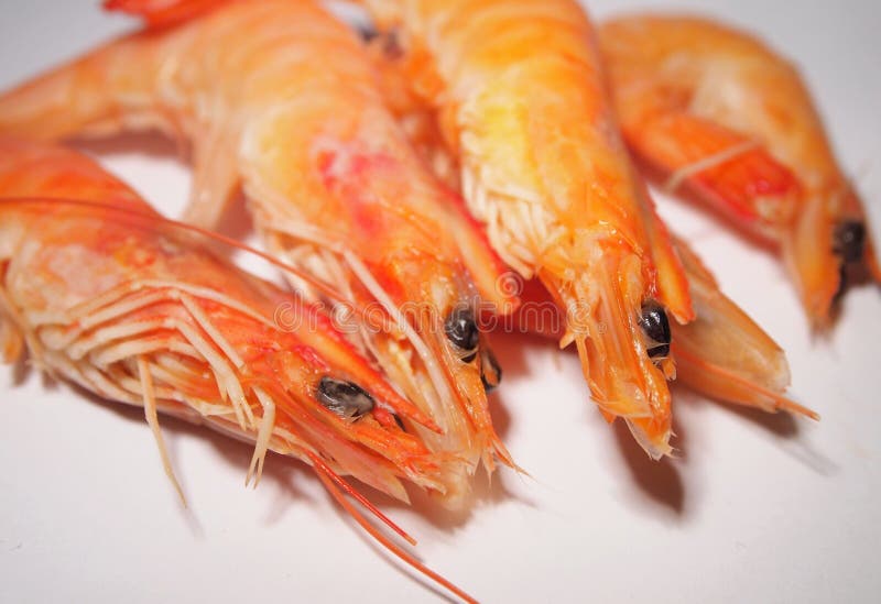 King prawn stock photo. Image of orange, nature, meat - 28517096