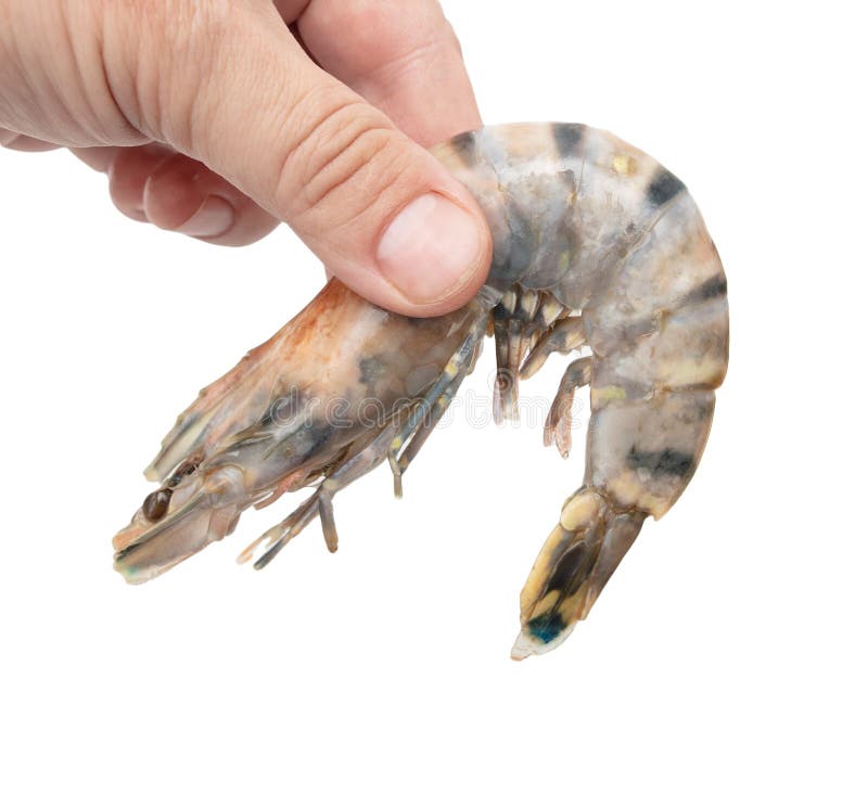 Prawn with hand chef stock image. Image of ingredients - 121986915