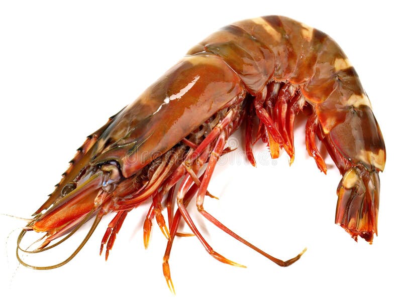 King Prawn - Tiger Prawn with Rice Stock Image - Image of natural ...