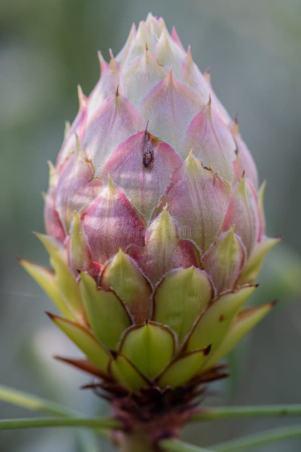 Red Madiba Protea South Stock Photos - Free & Royalty-Free Stock Photos ...