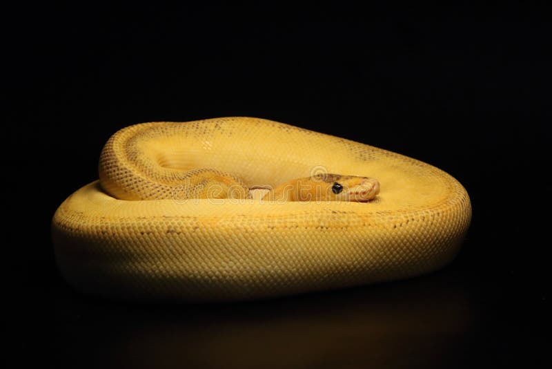 The King Python Python Regius, Morph Champagne Fire Pastel Het Clown ...