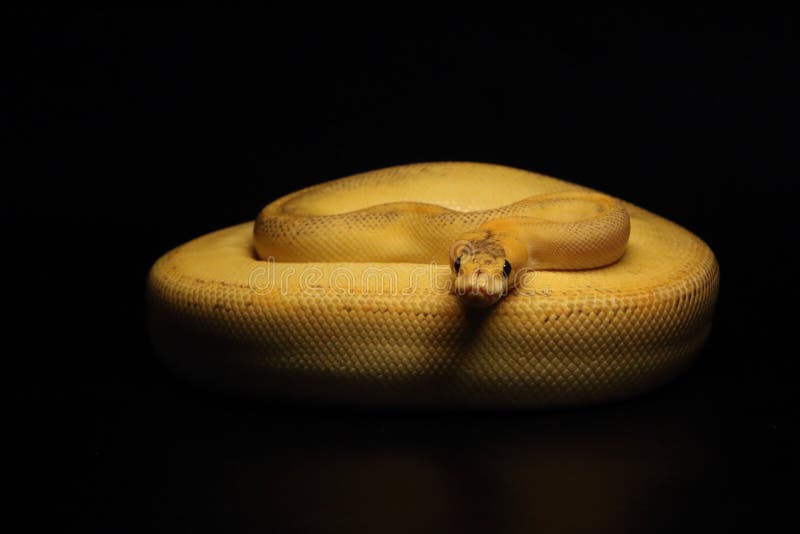 The King Python Python Regius, Morph Champagne Fire Pastel Het Clown ...