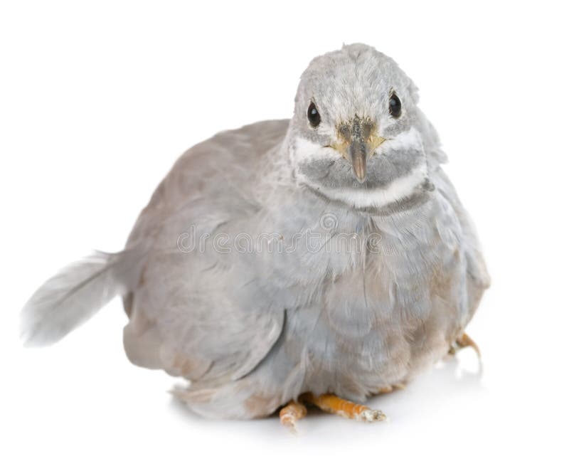 209 King Quail Photos - Free & Royalty-Free Stock Photos from Dreamstime