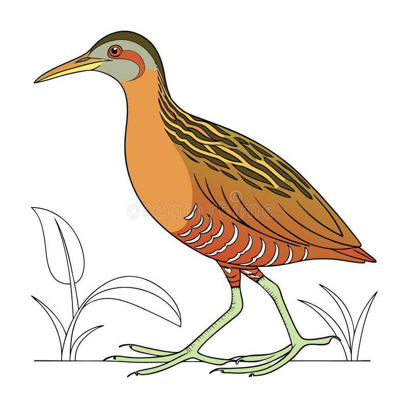 King Rail Bird Realistic Illustration Stock Illustration - Illustration ...