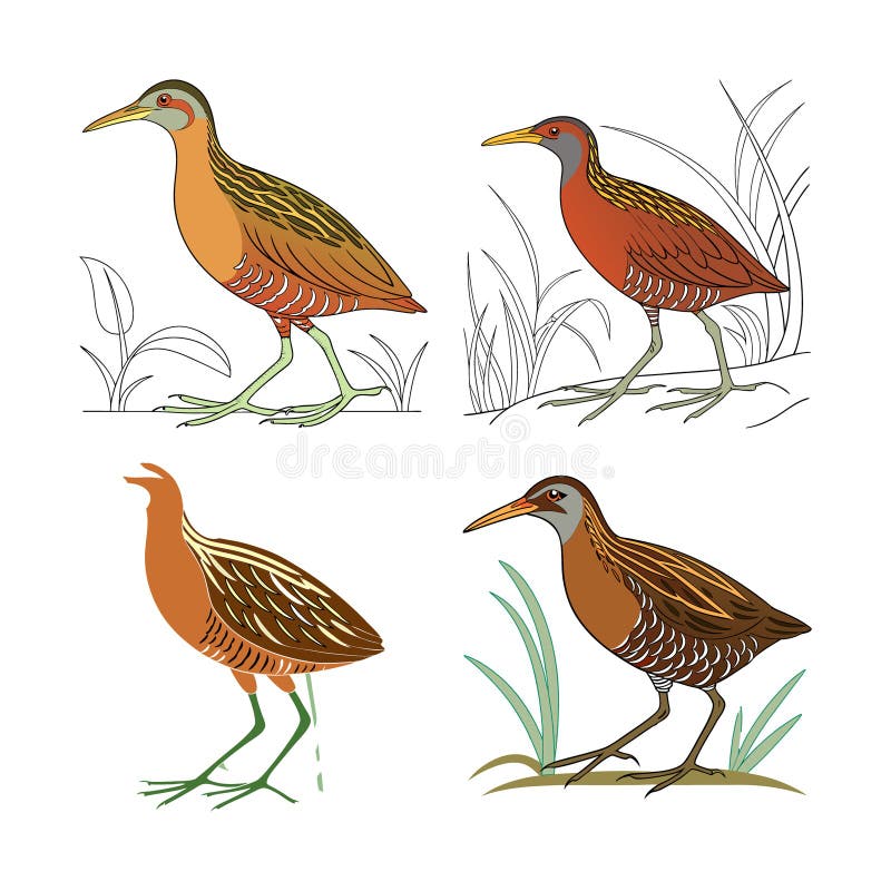 King Rail Bird Realistic Illustration Stock Vector - Illustration of ...