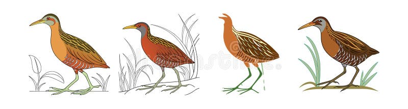 King Rail Bird Realistic Illustration Stock Vector - Illustration of ...
