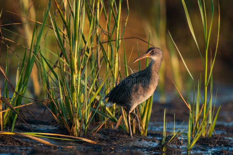 Louisiana Marsh Hen