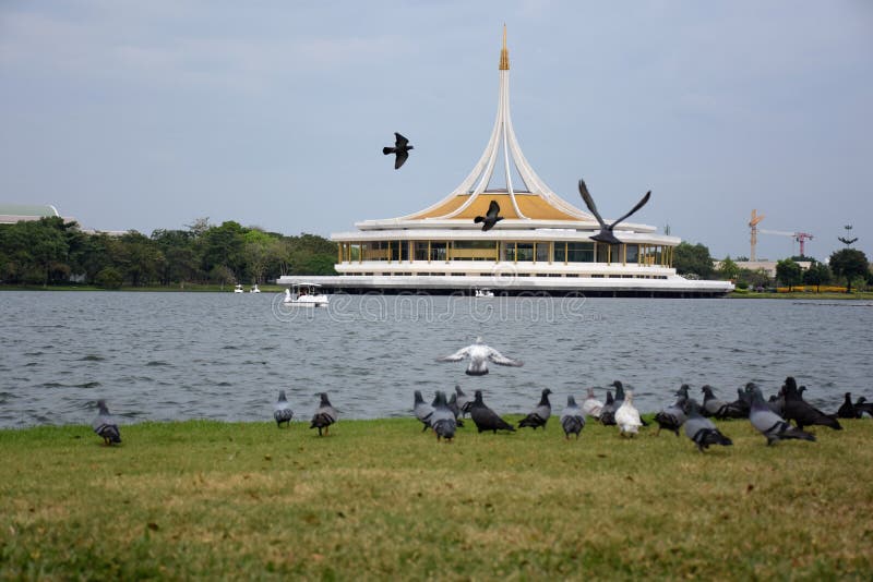 King rama ix park stock photo. Image of bird, pigeon - 83742008