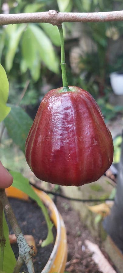 King rose Water guava stock photo. Image of green, fruit - 264085444
