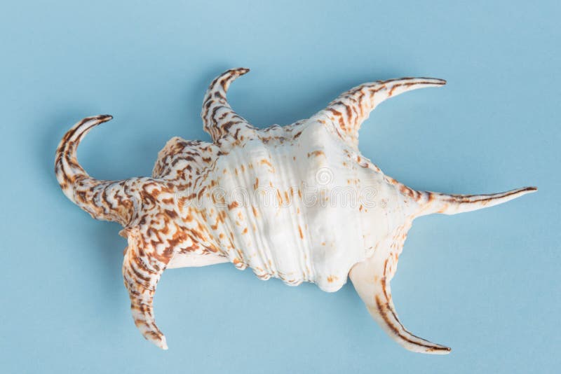 King s Crown Seashell stock photo. Image of corona, seashell - 7809058