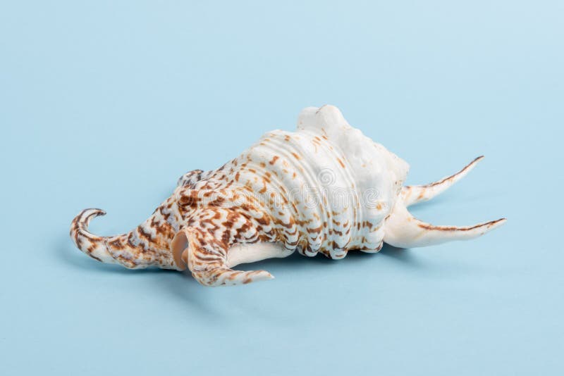 King's Crown Shell Stock Photos - Free & Royalty-Free Stock Photos from ...