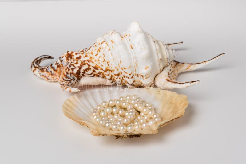 King`s Crown Shell and Pearl Shell Stock Image - Image of aquaculture ...