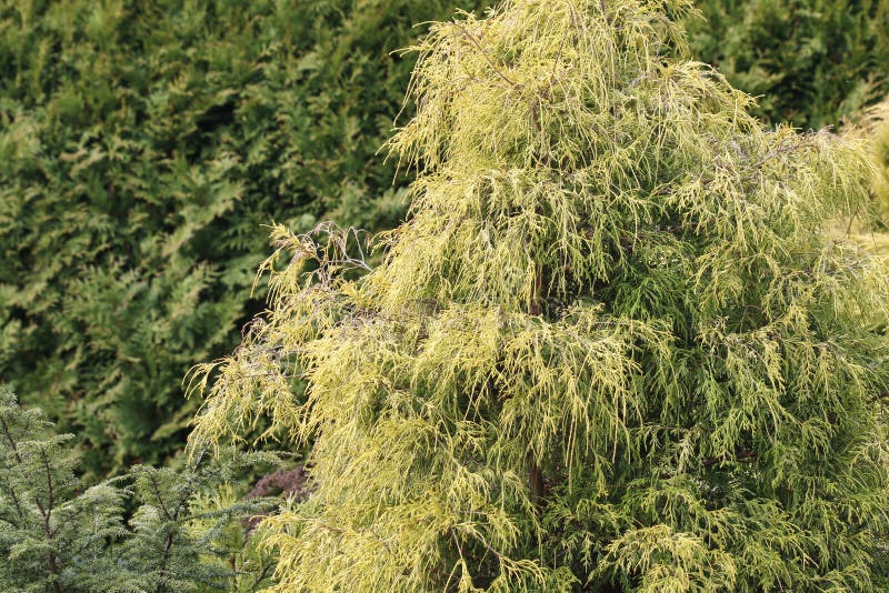King`s golden cypress stock image. Image of thuja, cypress - 228656369