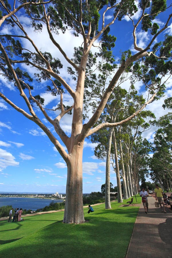 King S Park in Perth, Western Australia Editorial Photography - Image ...