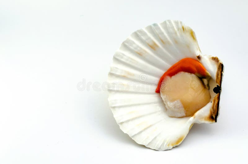 King Scallop on the Half Shell Isolated on White with Copy Space Stock ...