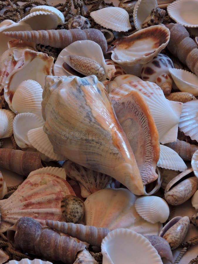 King of the Shells stock photo. Image of fish, ocean - 88527194