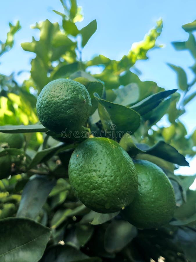 King of Siam Lemon Tree Producing in the Garden. Stock Image - Image of ...