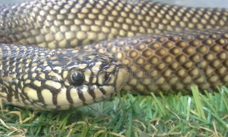 King Snake stock photo. Image of skin, snake, king, grass - 55356800