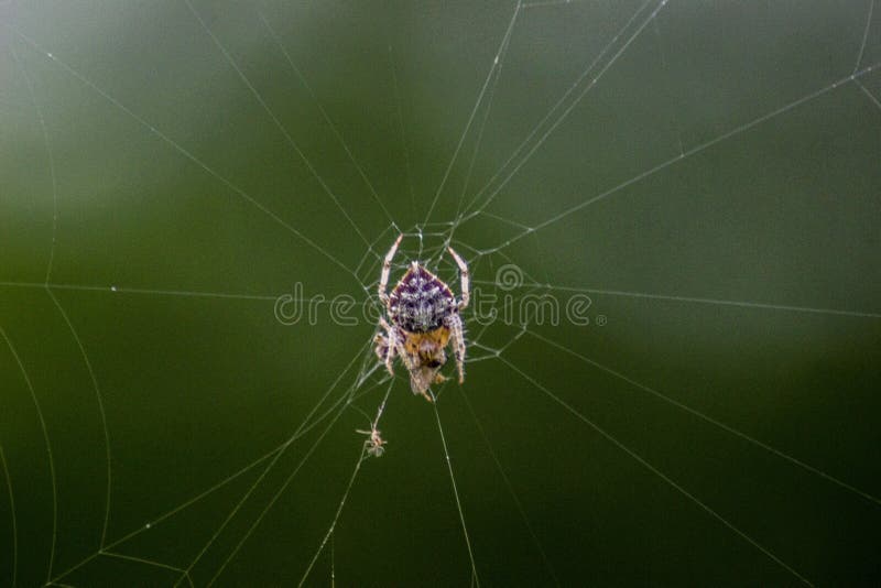 King Spider stock photo. Image of kingofspider, alone - 97297690