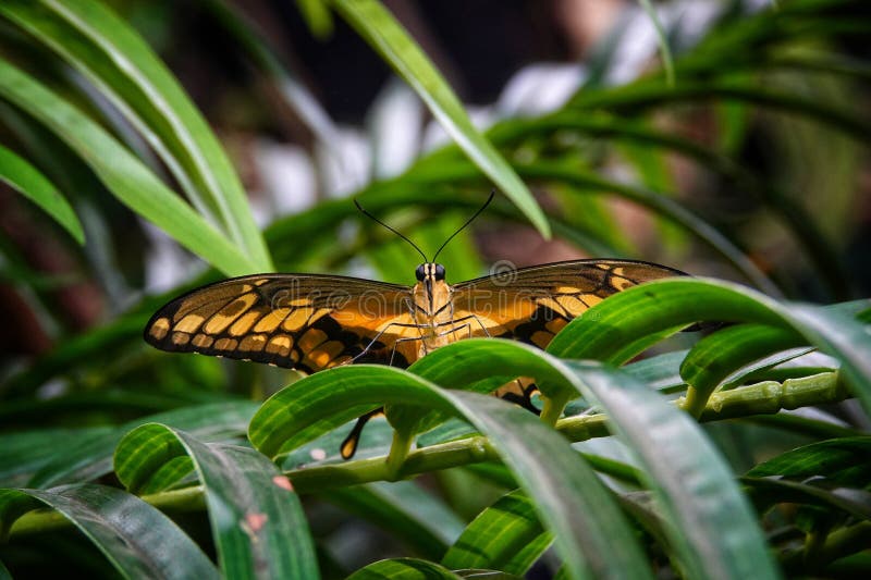 King Swallowtail Butterfly at Antipa Museum in Bucharest Stock Image ...