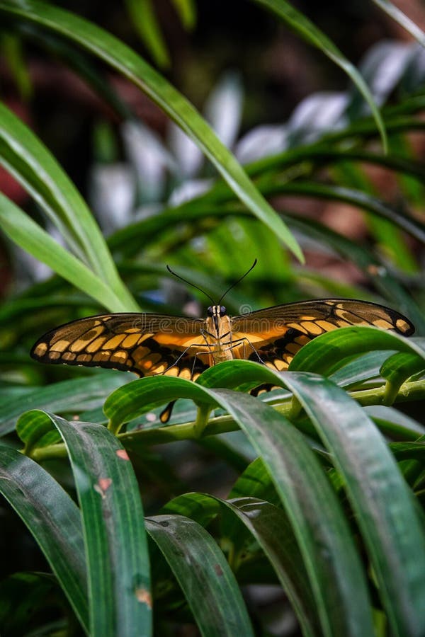 King Swallowtail Butterfly at Antipa Museum in Bucharest Stock Image ...