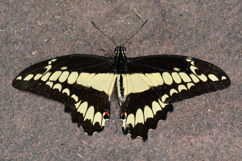 King Swallowtail butterfly stock photo. Image of background - 52481842