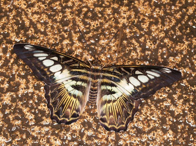 King swallowtail butterfly stock image. Image of papilionidae - 42248589